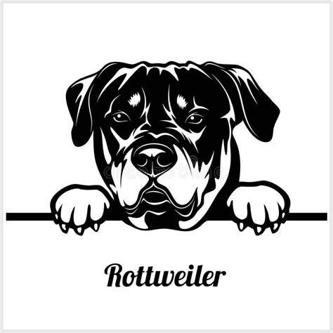 Rottweiler Stock Illustrations 8344 Rottweiler Stock Illustrations