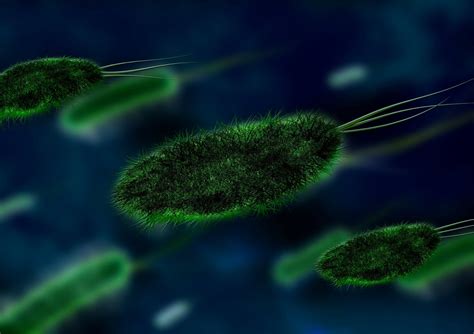 ¿qué Tipos De Bacterias Existen Te Lo Contamos Aquí