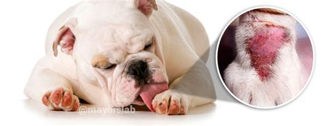 Dermatitis Acral Por Lamido Biogénesis Bagó Biogénesis Bagó