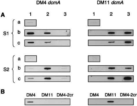 Slot Blot Hybridization Of Total Dna From Activated Sludge Samples From