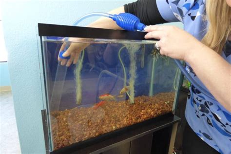 What Is The Best Way To Clean A Fish Tank Expert Tips And Techniques