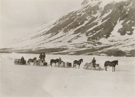 Fire Hester Med Fullastede Sleder Står På Rekke I Snøen Foran Et Fjell