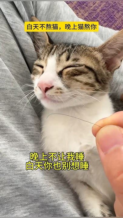 白天不熬猫，晚上猫熬你！晚上你不让我睡觉，白天你也别想睡觉！ Cat Cats Shorts Cute Kitten 猫 宠物