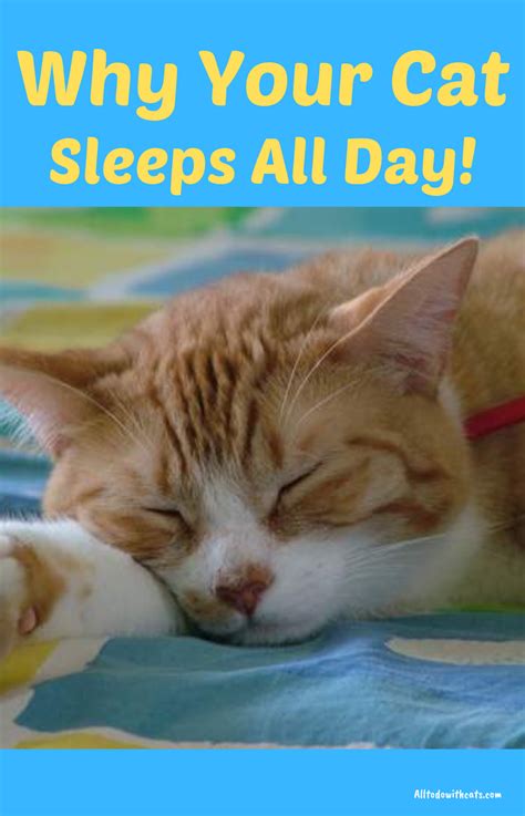 Why Do Cats Sleep So Much Discover Amazing Facts Artofit