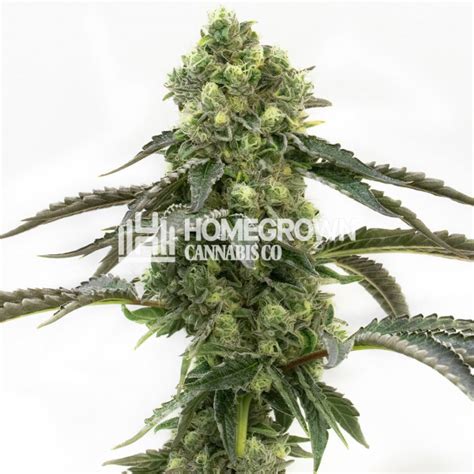 Sweet Cindy Feminized Cannabis Seeds Strain Info Homegrown Diaries