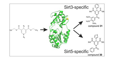 Potent And Specific Activators For Mitochondrial Sirtuins Sirt3 And