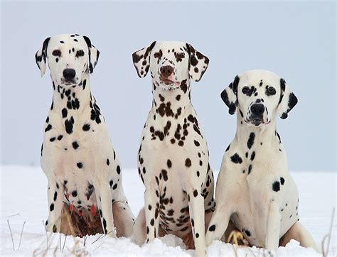 ダルメシアン 犬の飼い方・しつけ方大百科