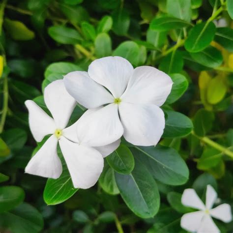 Vinca Minor Alba Wallpods™ Modular Living Walls Made In The Uk