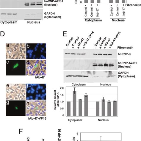 Construction Of Intracellular Antibody Expression Vectors A