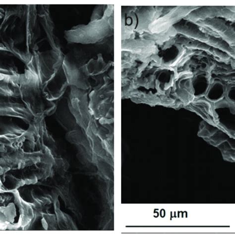 Gas Chromatogram Of Bb Seed Oil A Soxhlet Extraction And B Uae