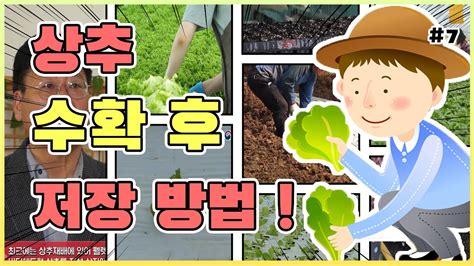 상추 재배기술 수확 후 저장 방법 Youtube
