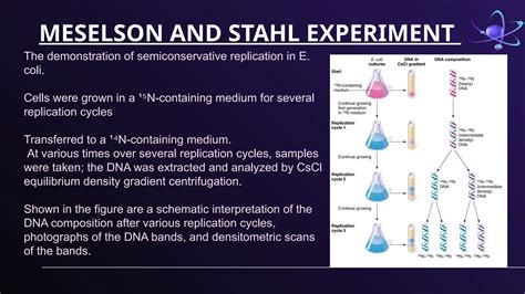 DNA Replication PowerPoint Presentation PPT