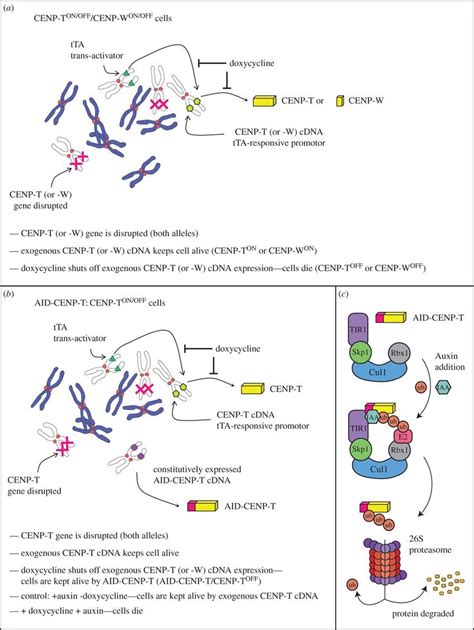 Schematic Of The Conditional Knockout Strategy And Its Adaption For The
