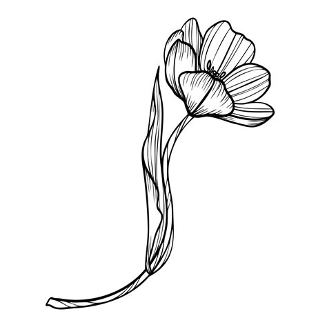 Linie Kunst Clip Art Mit Tulpe Blume 22523721 Vektor Kunst Bei Vecteezy