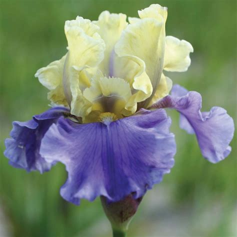 Iris Germanica Robusto Kosaciec Bródkowy