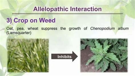 Allelopathy Effects Of Weeds Pptx Allelopathy Effects On Crop Pptx