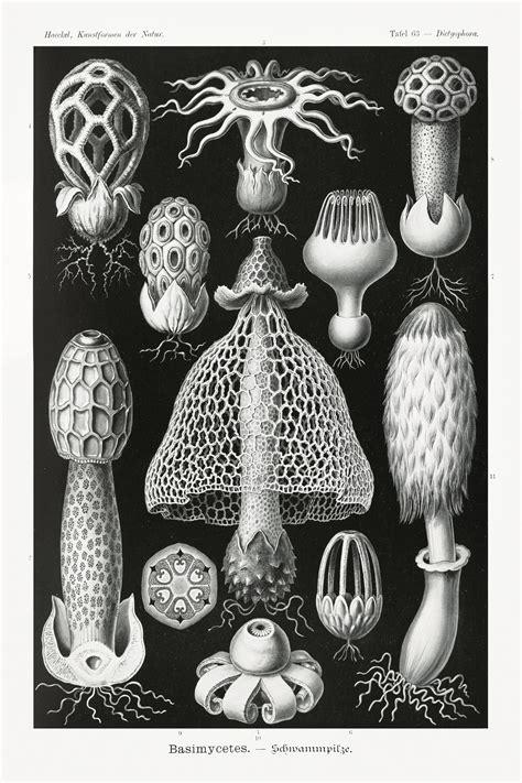 Close Up Vintage Scientific Illustration Of Black And White Fungi Etsy