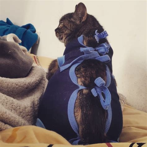 The Pictures I Took After My Cat Surgery Are Simply The Best She Was
