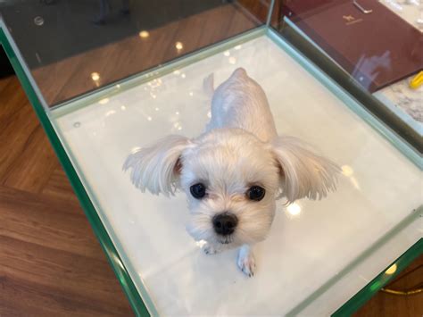 말티즈 우유 샴입양 셀커크렉스입양 스코티쉬폴드입양 스핑크스입양 아메리칸숏헤어입양 아비시니안입양 터키시앙고라입양 페르시안입양 애완견입양 반려견입양 털빠짐없는소형견종류