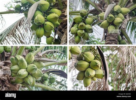 Coconuts On A Palm Tree Stock Photo Alamy