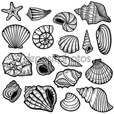 Top 104 Pictures How To Draw A Sea Shell Easy Superb