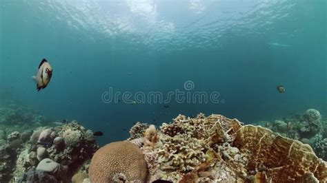 Marine Life Coral Reef And Tropical Fish Stock Footage Video Of