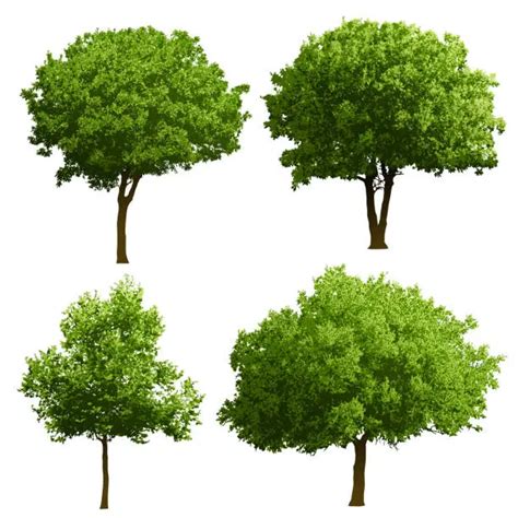 Free Tree Branches Clipart Images Freeimages
