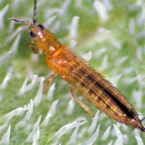 Thrips All Florida Pest Control