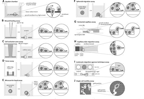 Table 2 From In Vitro Cell Migration And Invasion Assays Semantic