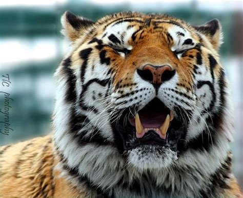 Tiger Smile Captivating Close Up Photography