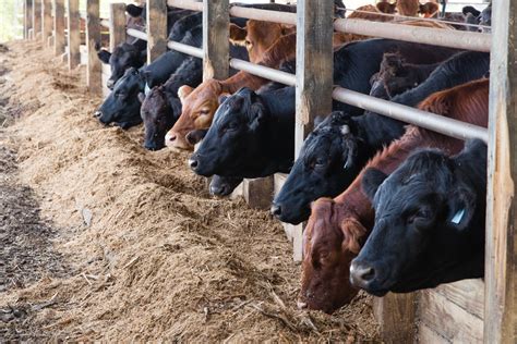 Buying A Side Of Beef What You Need To Know Circle L Ranch Burbank