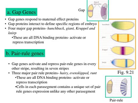 Ppt Chapter 8 Early Development In Invertebrates Powerpoint Presentation Id 5714852