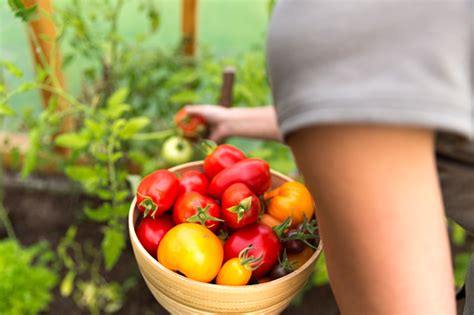 여자의 그녀의 정원에서 맑은 날에 수확 신선한 유기농 토마토를 손 농부 수확 토마토입니다 야채 조정입니다 원 예 개념 건강한