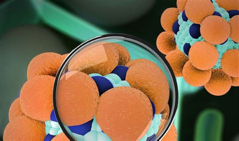 Understanding And Managing Cell Culture Contamination