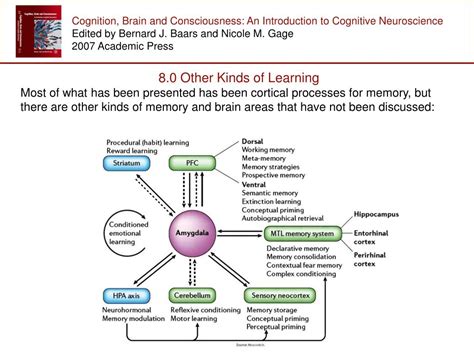 Ppt Cognition Brain And Consciousness An Introduction To Cognitive