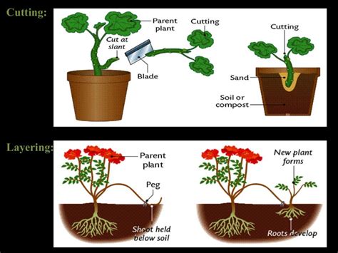 breeding method for clonal propagation crops apomixis and clonal sel…