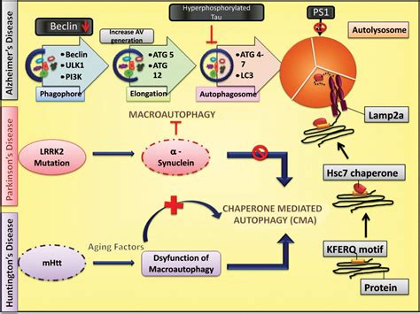 Autophagy And Mitochondria Targets In Neurodegenerative Disorders