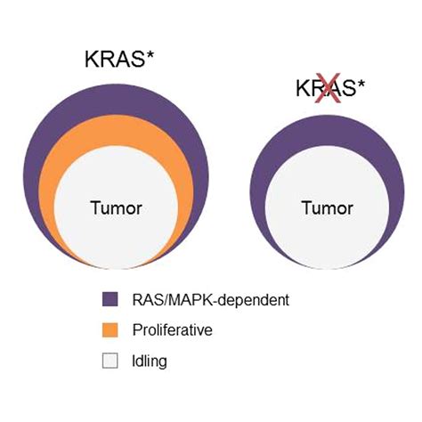 Intratumor Heterogeneity In Kras Signaling Shapes Treatment Resistance Iscience
