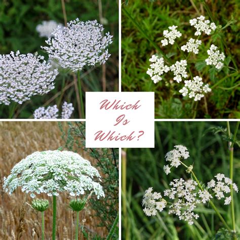 Difference Between Hemlock And Wild Carrot Poison Hemlock Conium