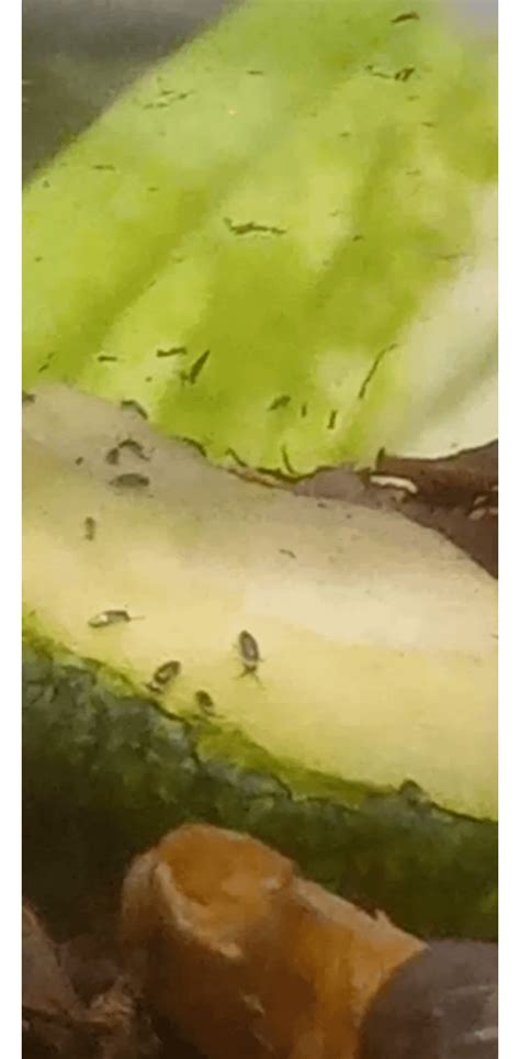 Black Springtail Id Rspringtail