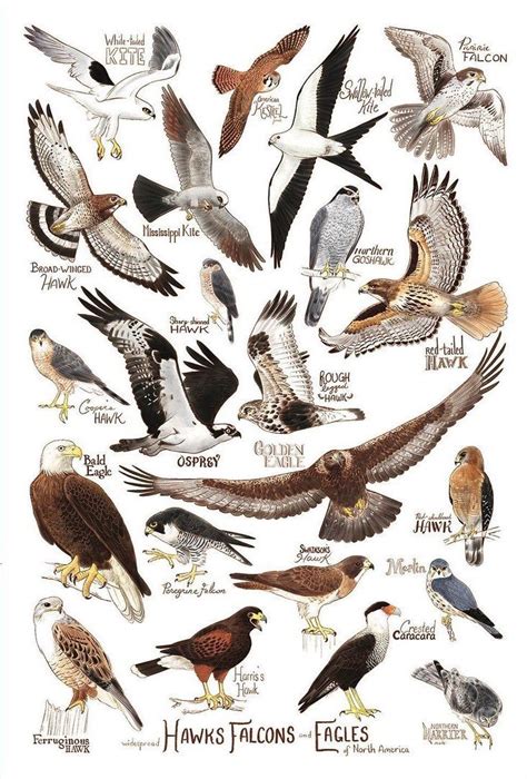 North American Birds Of Prey Identification