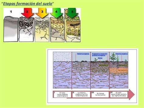 Infosuelos Etapas De La Formacion Del Suelo
