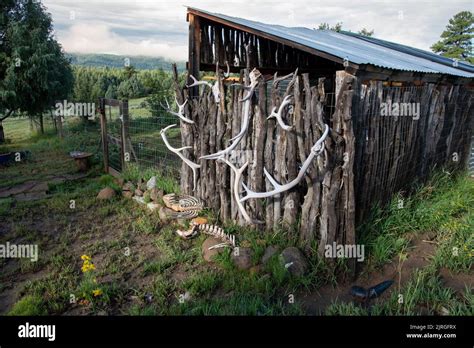 A Coyote Fence Decorated With Antlers And Bones Northern New Mexico