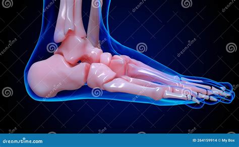 Human Skeleton Anatomy Foot Bones For Medical Concept 3d Rendering