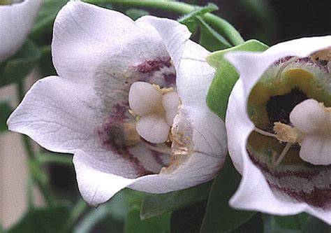 Codonopsis Seeds Codonopsis Pilosula Trifecta Botanicals