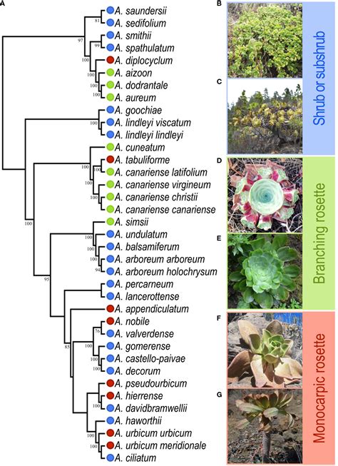 Adaptive Radiation Plants