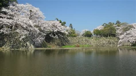 桜満開の彦根城周辺のお堀の風景の動画無料の動画素材サイト動画AC