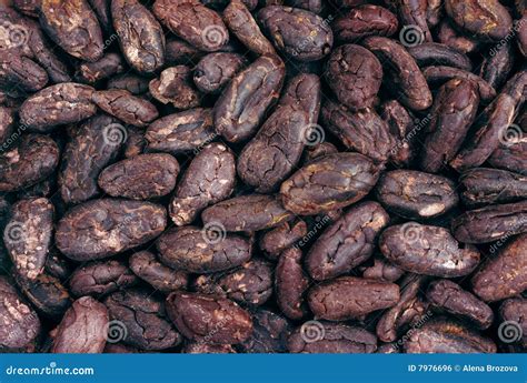 Feijões de cacau fundo foto de stock Imagem de caloria 7976696