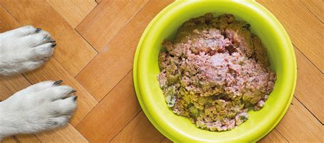Siete beneficios de la comida húmeda para perros y gatos