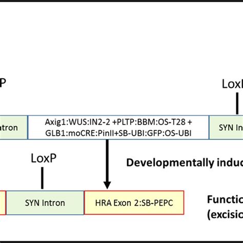 New Transformation Methodprocess Total Elapsed Time Is 117 To 138 D Download Scientific